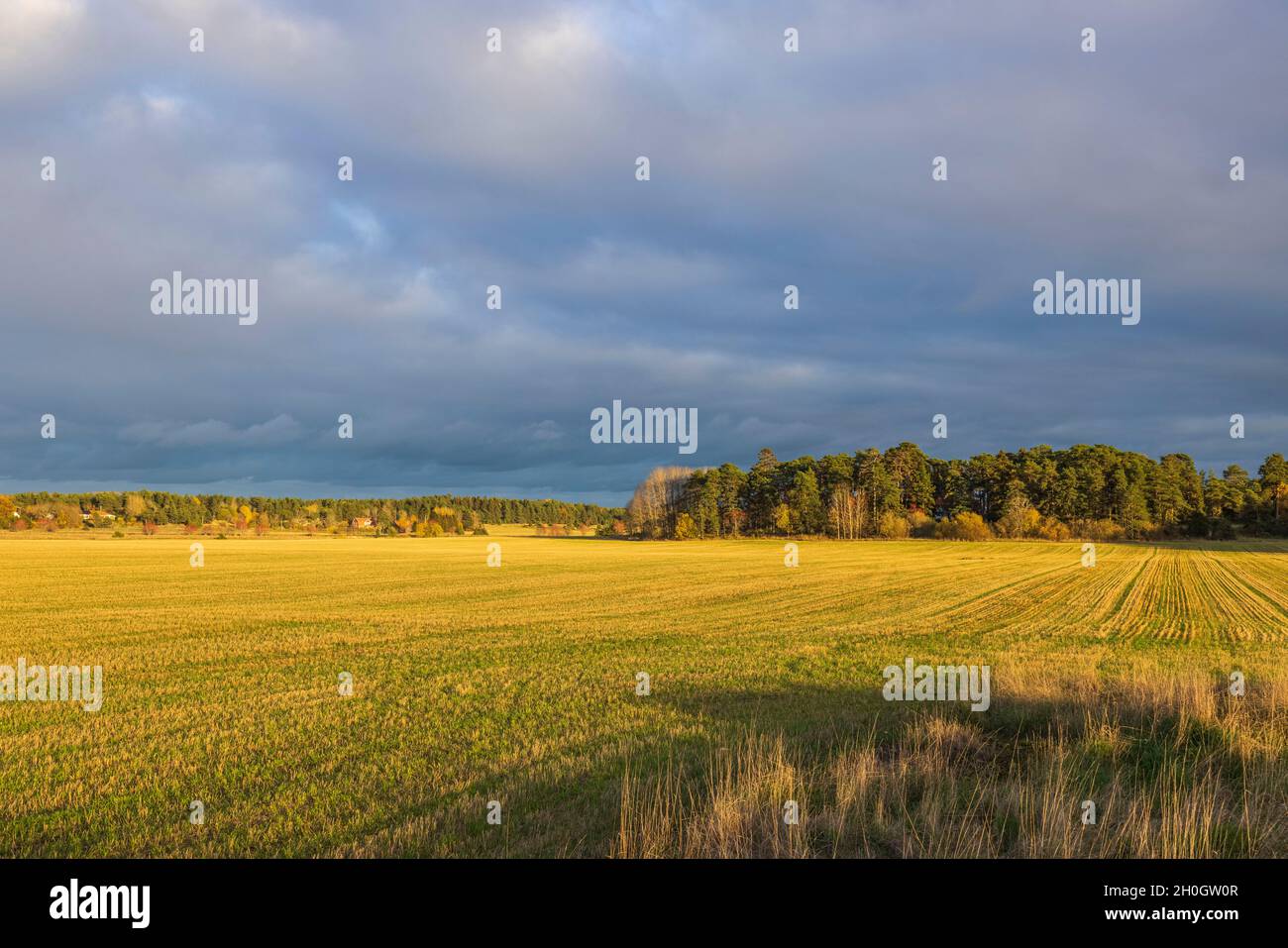 Amazing autumn nature landscape view. Yellow colored fields on cloudy blue sky background ...