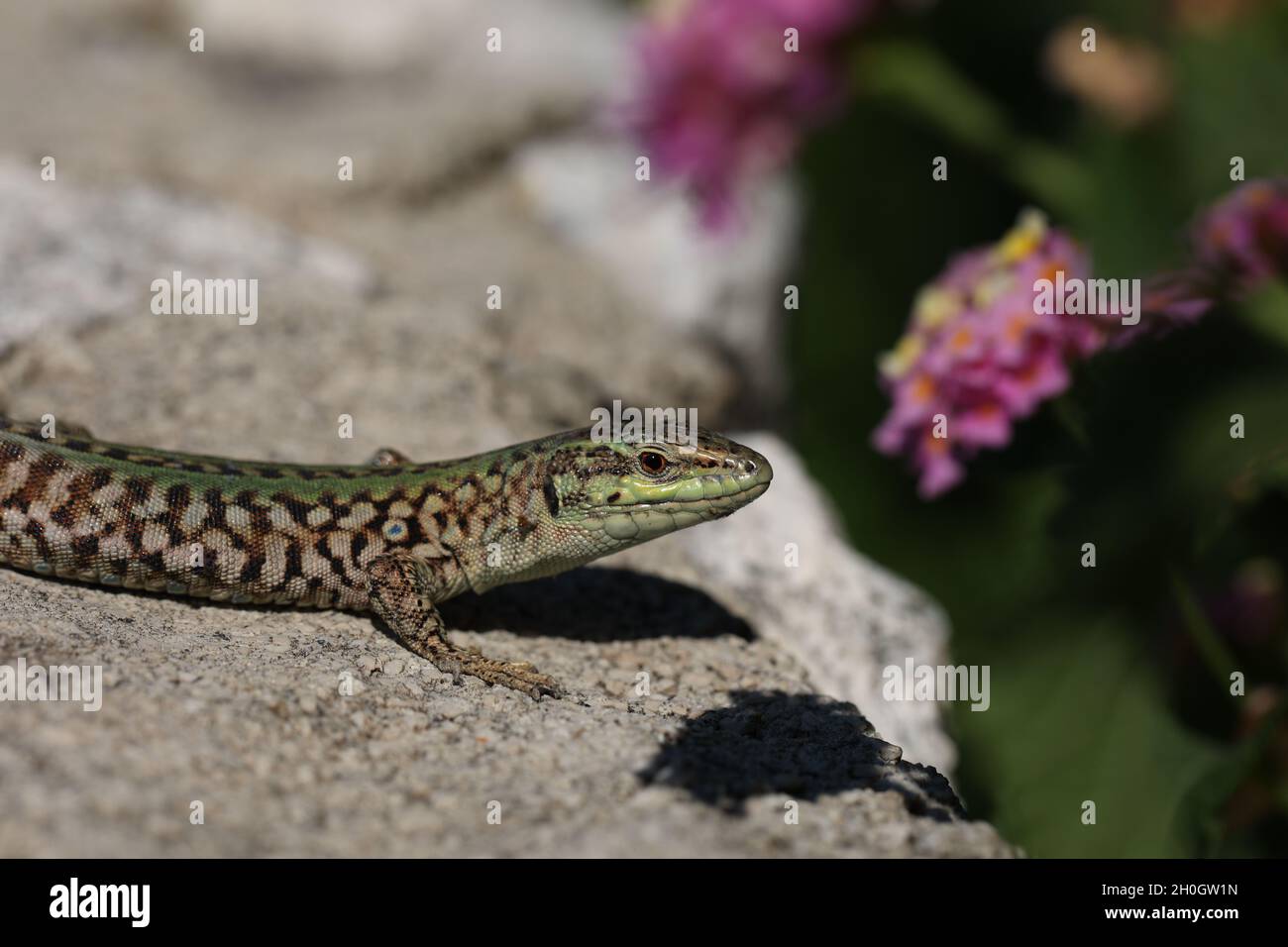 Closeup shot of a green lizard sitting on a rock Stock Photo - Alamy