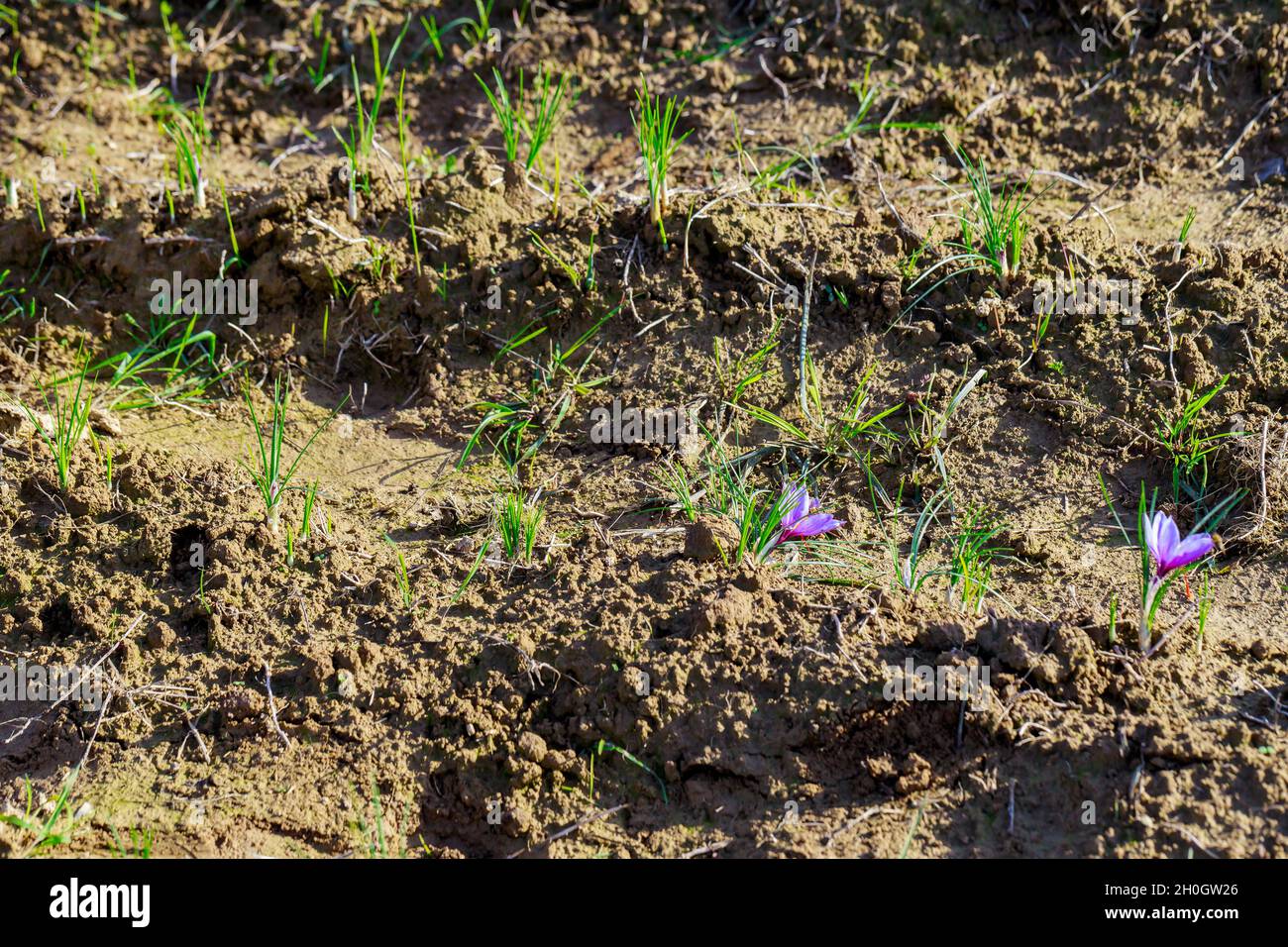 Harvest season of purple flowers in a field Stock Photo - Alamy