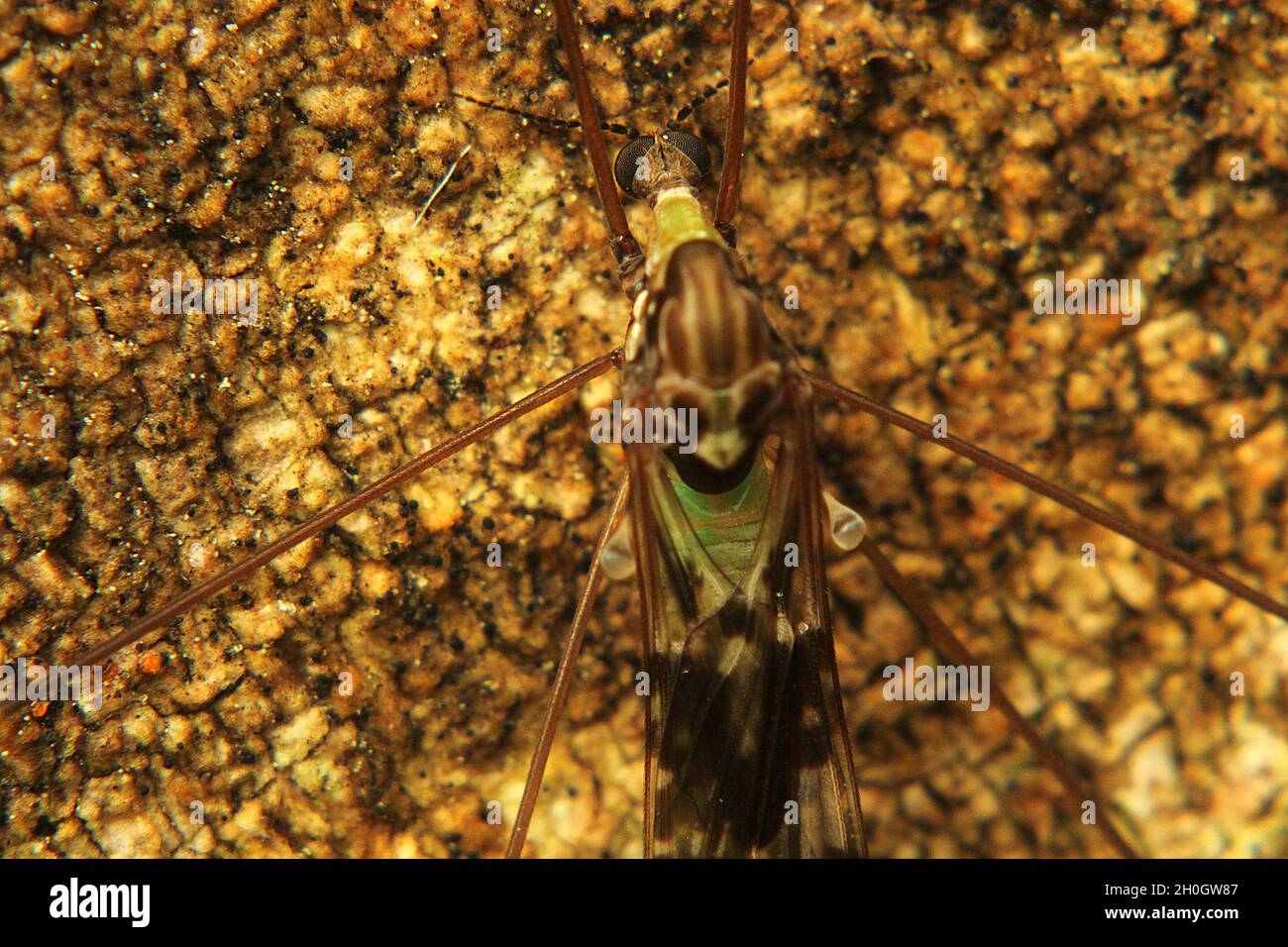 Green cranefly (Leptotarsus virescens Stock Photo - Alamy