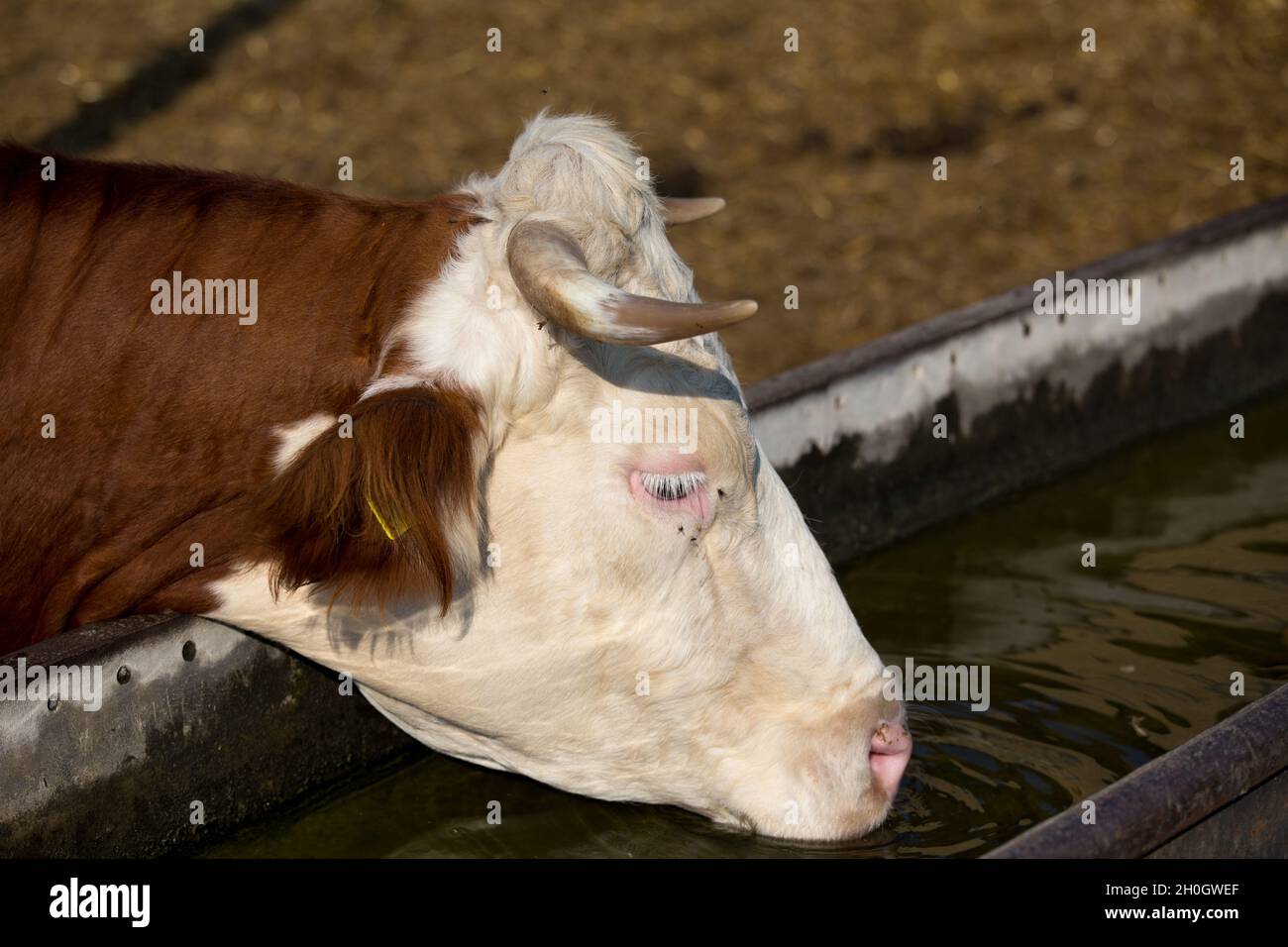 Close up of cow drinking water from reservoir on farm Stock Photo - Alamy