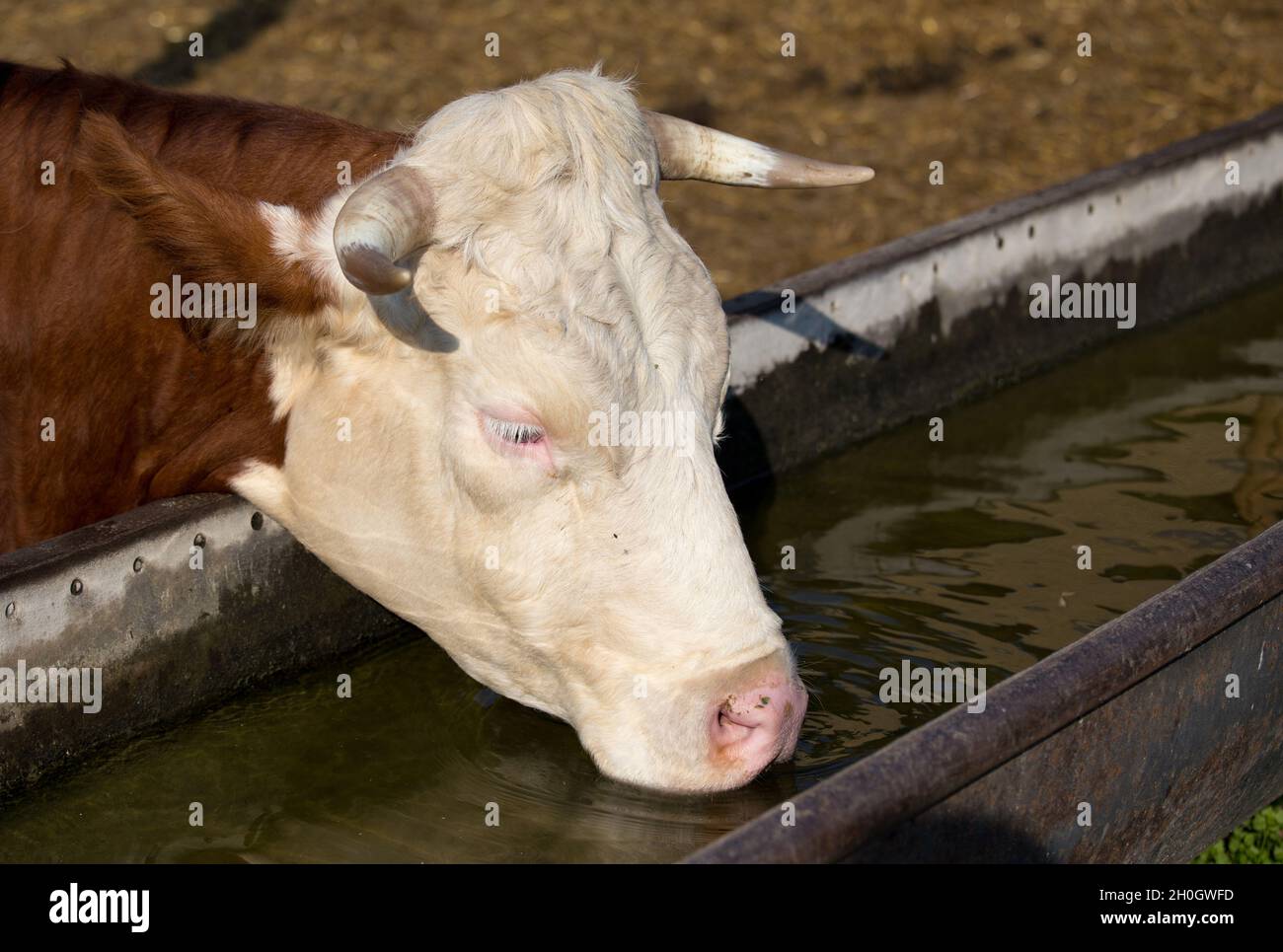 Close up of cow drinking water from reservoir on farm Stock Photo - Alamy