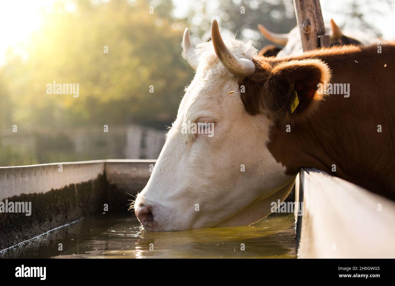Close up of cow drinking water from reservoir on farm Stock Photo - Alamy