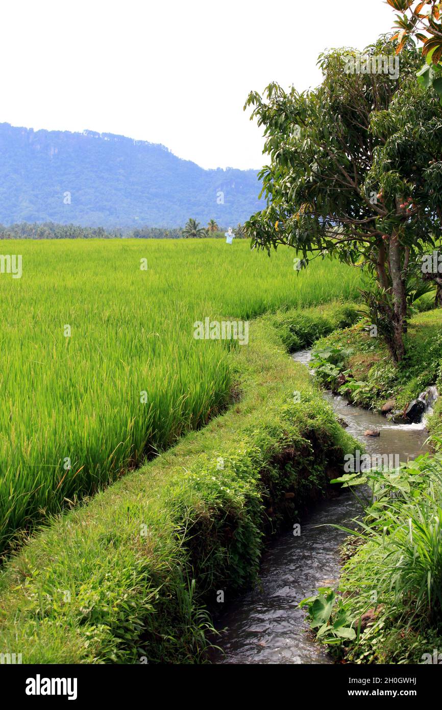 Rice paddy fields in Padang Panjang with Gunung Merapi or Mount Merapi ...