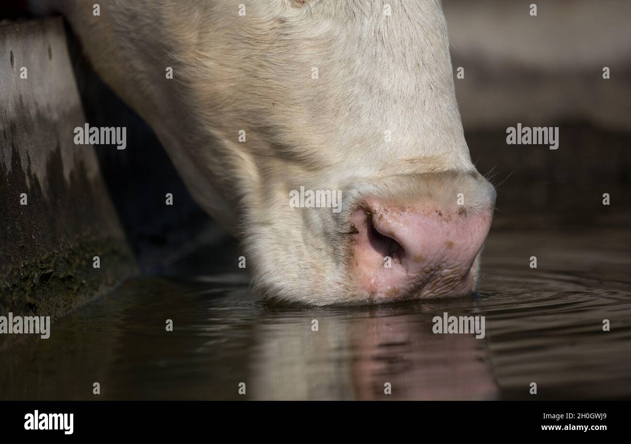 Close up of cow drinking water from reservoir on farm Stock Photo - Alamy