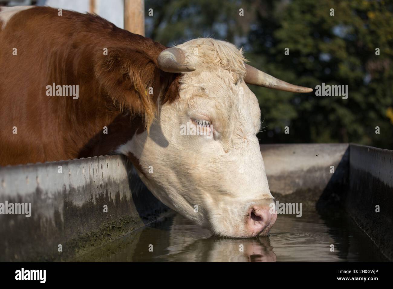 Close up of cow drinking water from reservoir on farm Stock Photo - Alamy