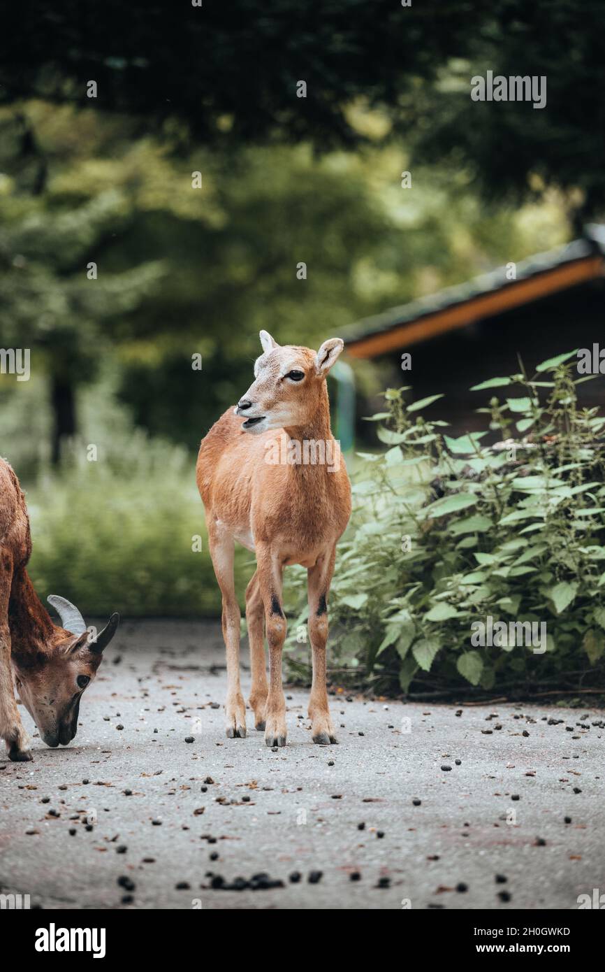 Cute young buck walking in the park Stock Photo - Alamy