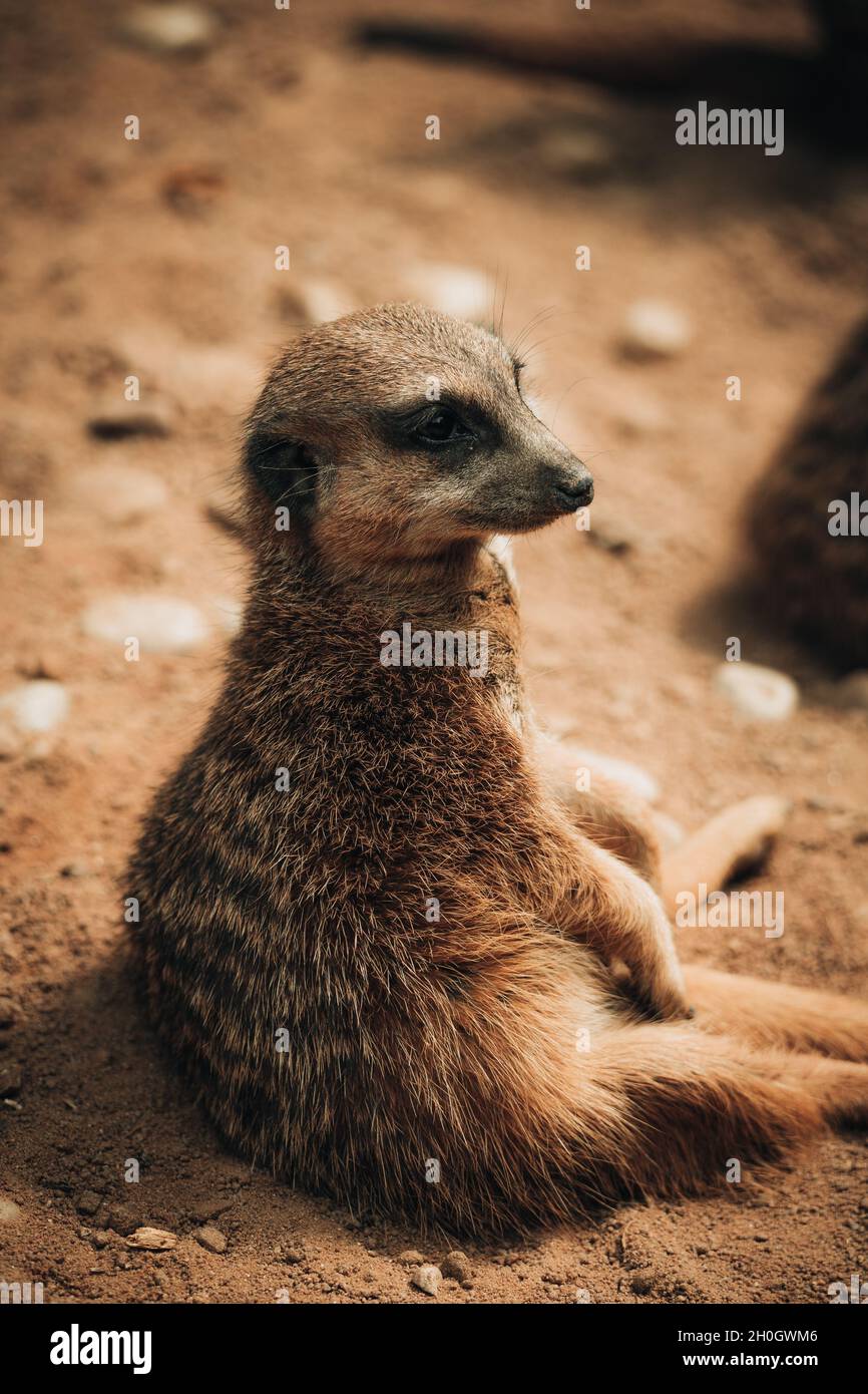 Portrait of an adorable meerkat or a suricate sitting on the sand Stock ...