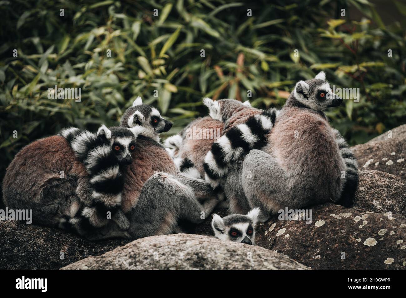 Group of beautiful lemurs in the wild Stock Photo - Alamy