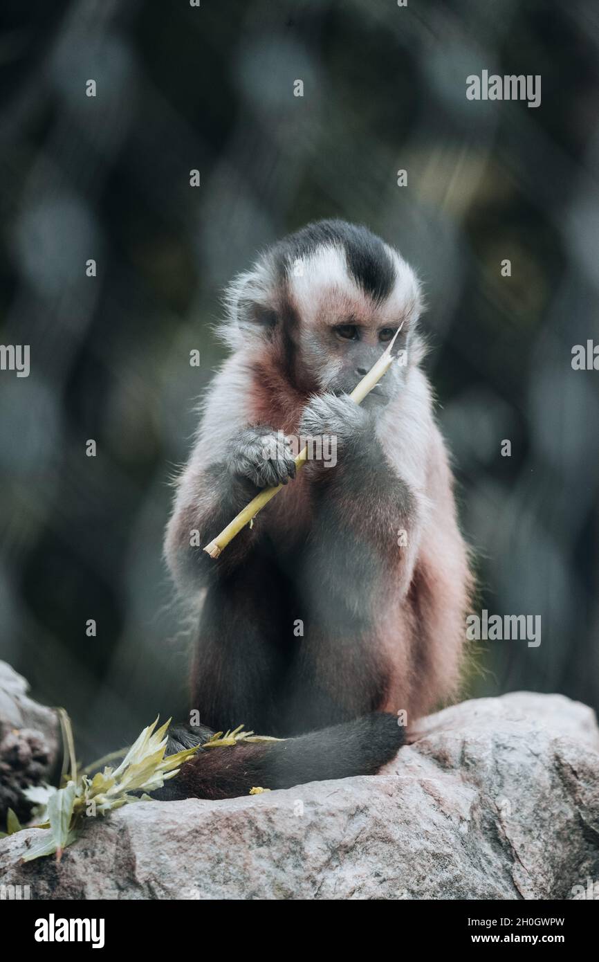 Portrait of an adorable monkey behind a blurry mesh gate in the zoo ...