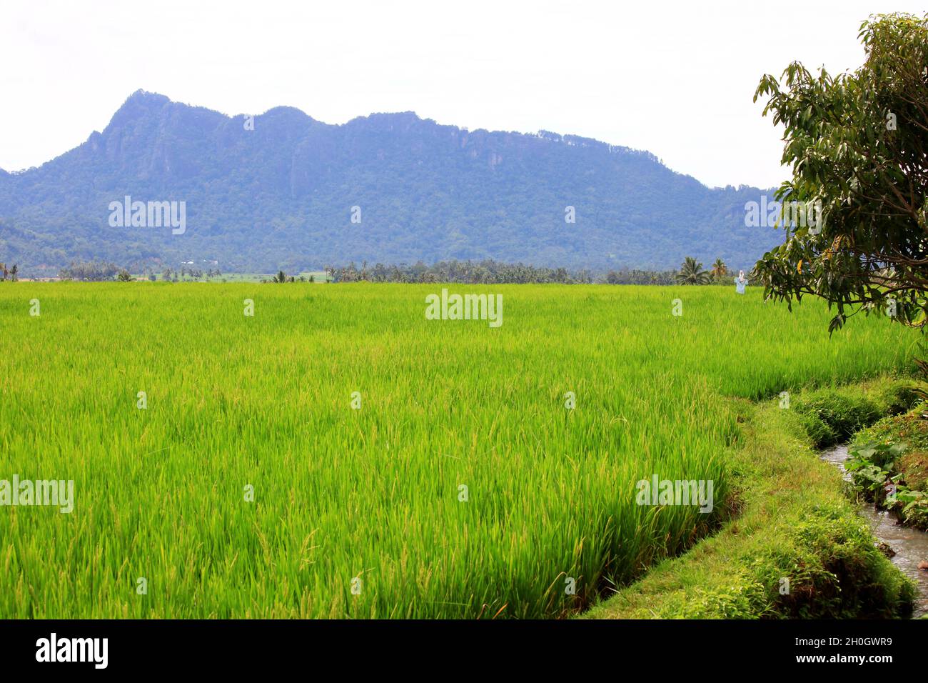 Rice paddy fields in Padang Panjang with Gunung Merapi or Mount Merapi ...