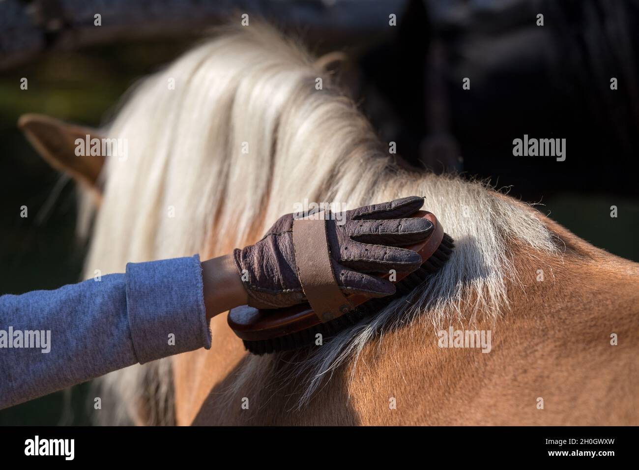 Close up of child's hand with gloves holding brush and grooming pony ...
