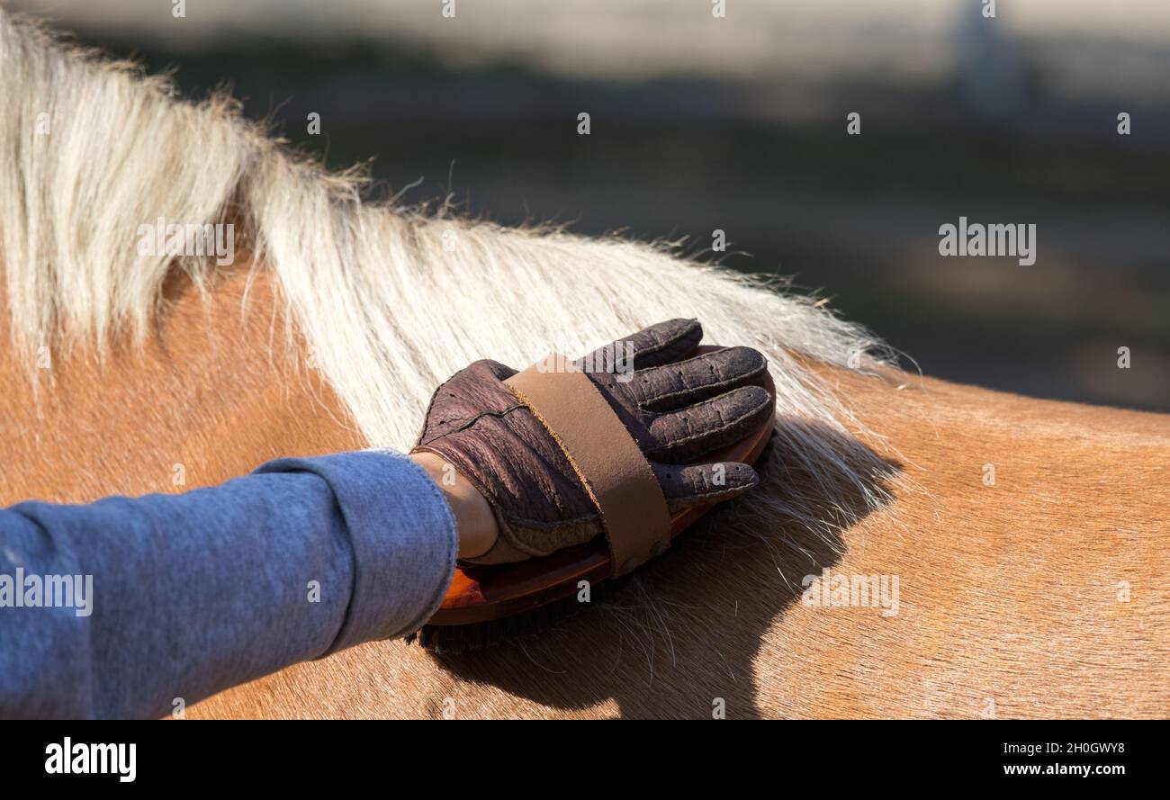 Close up of child's hand with gloves holding brush and grooming pony ...