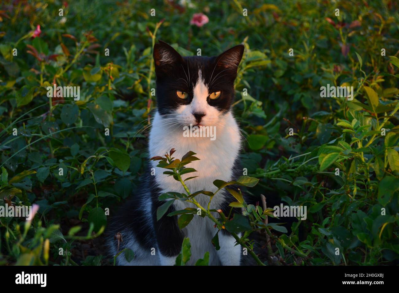 Meadow black and white hi-res stock photography and images - Alamy