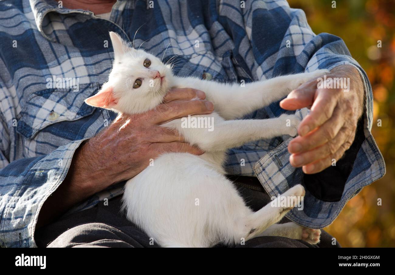 Elderly man sitting in park and playing with young white cat on his lap ...