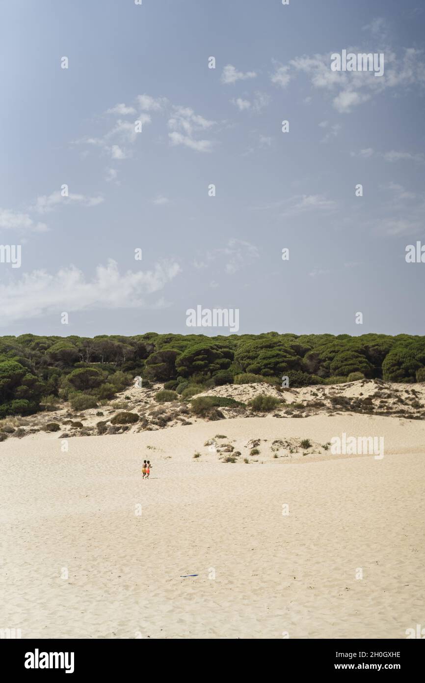 Vertical shot of the sandy beach and a forest by the sea Stock Photo ...