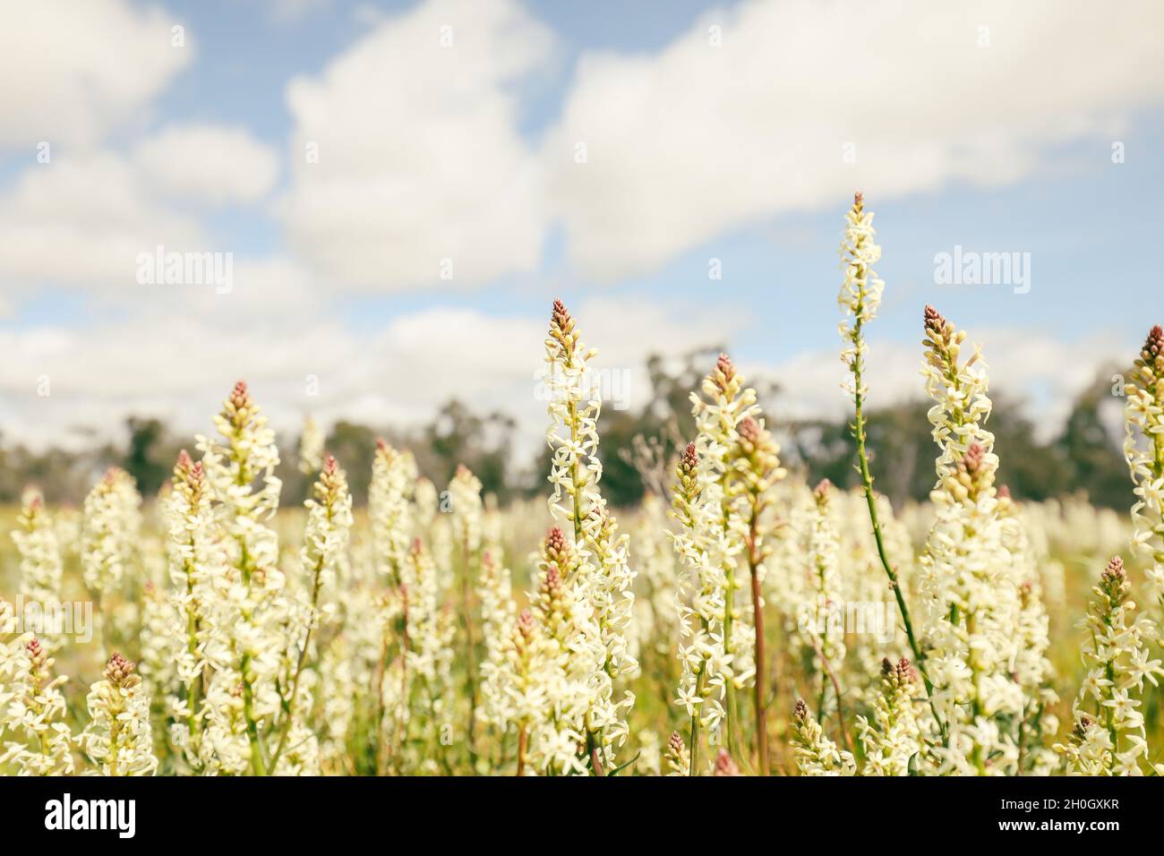 Mitiamo victoria hi-res stock photography and images - Alamy