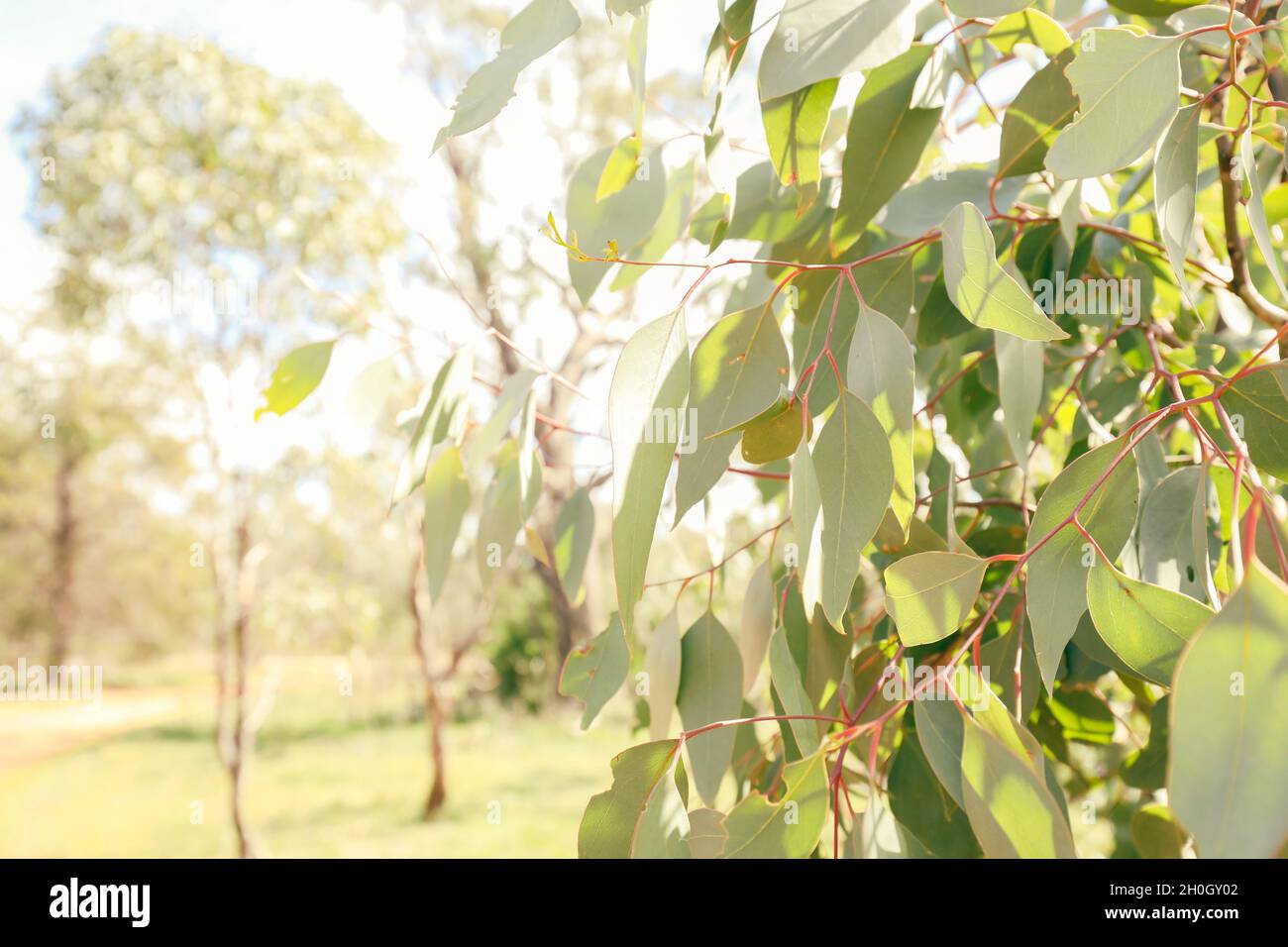 Australian eucalyptus gum tree hi-res stock photography and images - Alamy