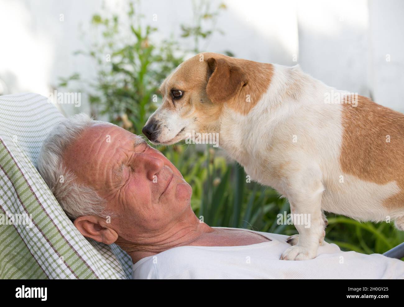 Dog smelling human hi-res stock photography and images - Alamy