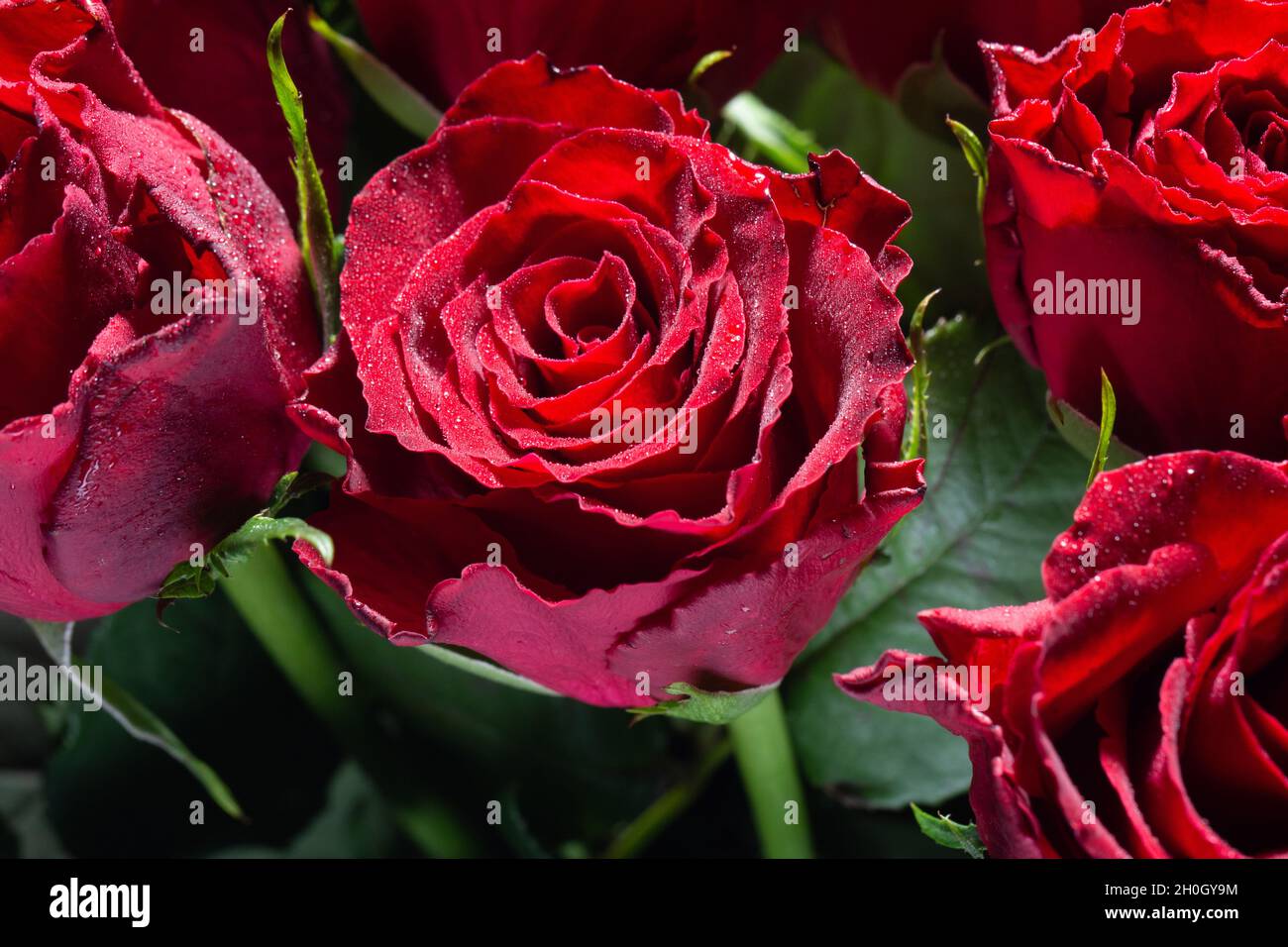 fresh dark red roses close-up texture background, roses for feast Stock ...