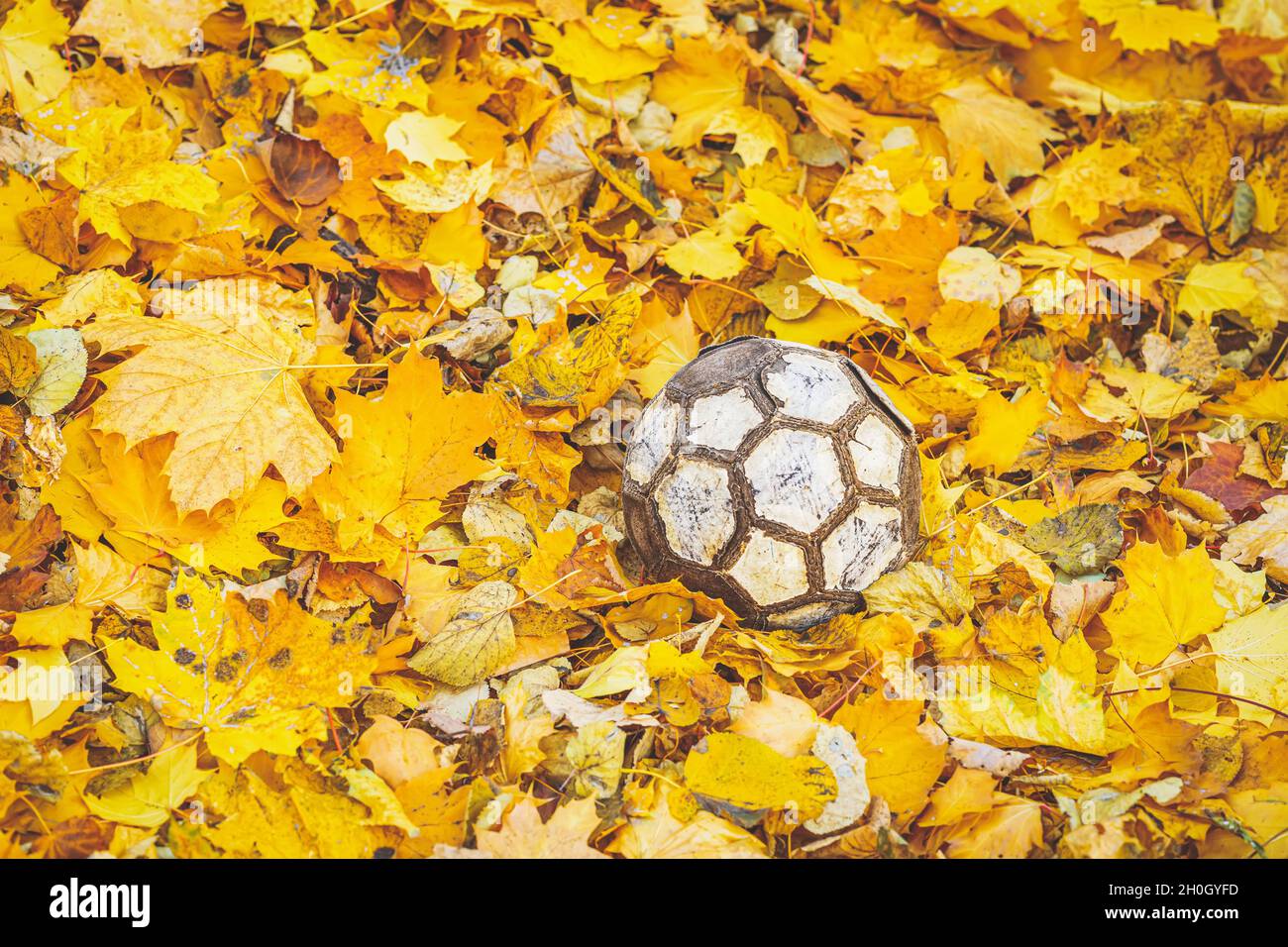 Old soccer ball lying on fallen autumn leaves, autumn background Stock ...