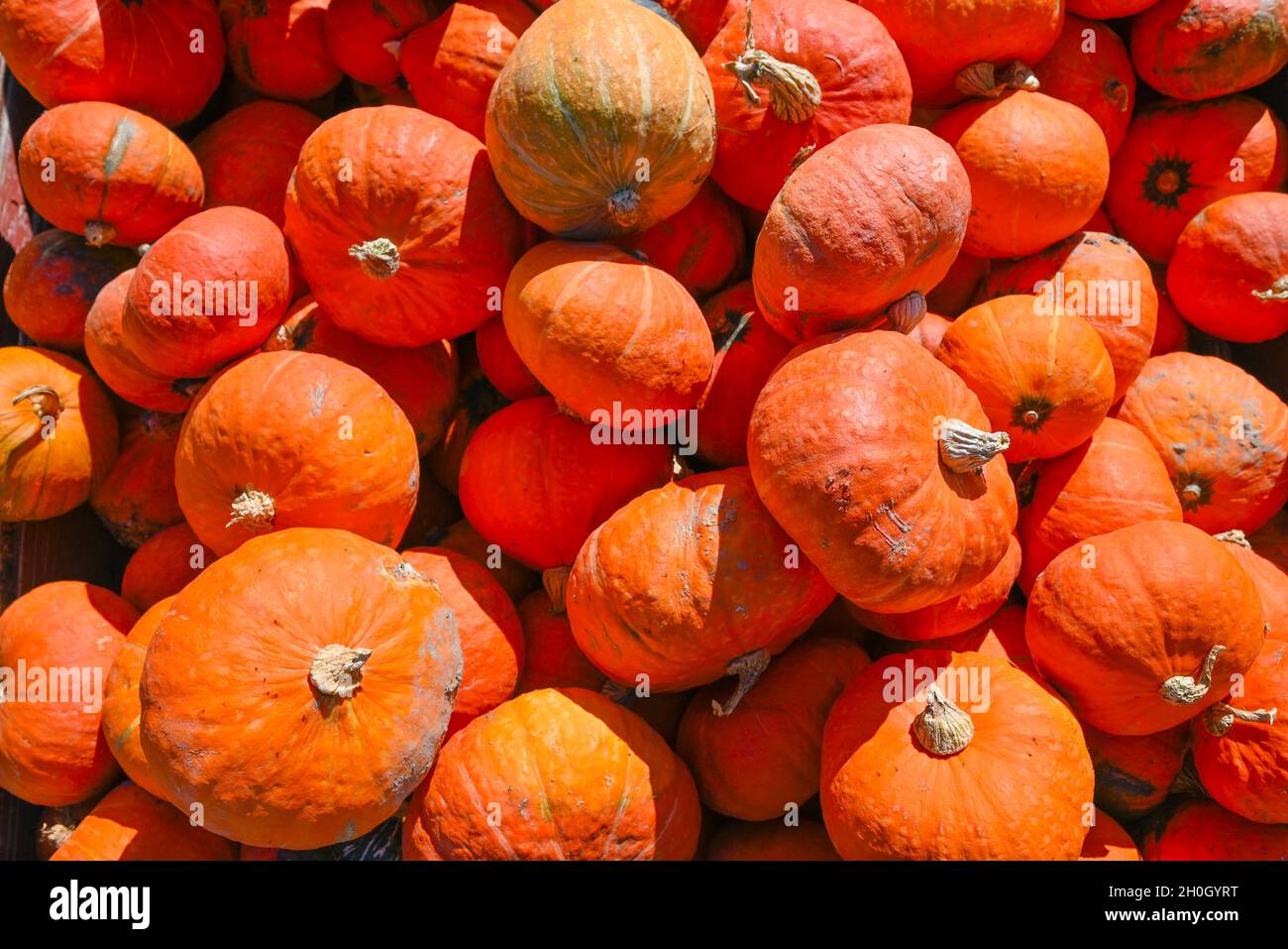 Box of pumpkins hi-res stock photography and images - Alamy