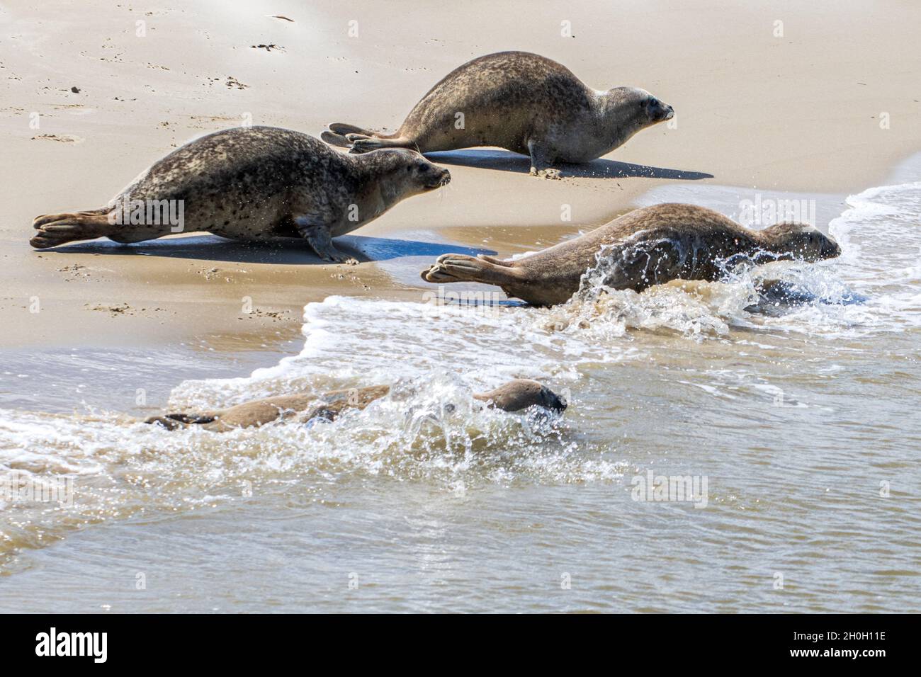Earless seals hi-res stock photography and images - Alamy