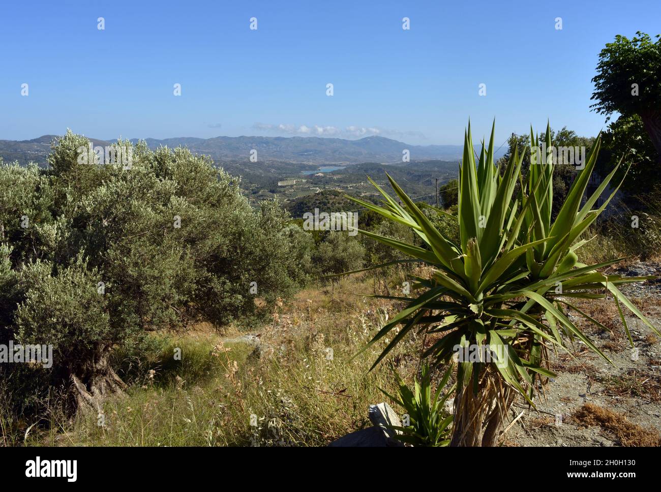 Landscape and plants in southern Rhodes, Greece Stock Photo - Alamy