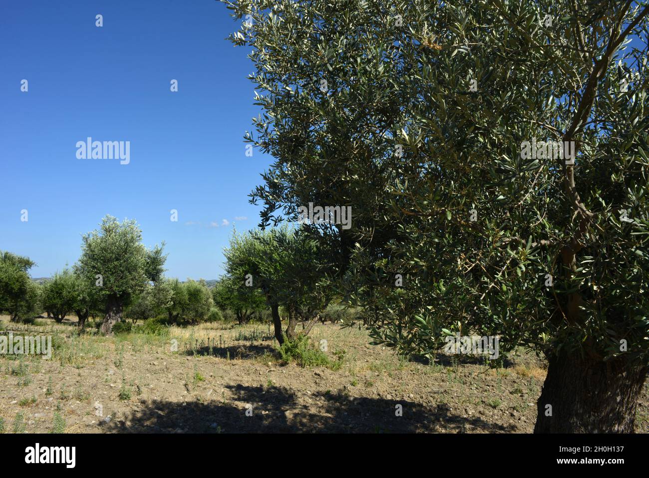 Big olive tree in greece hi-res stock photography and images - Alamy