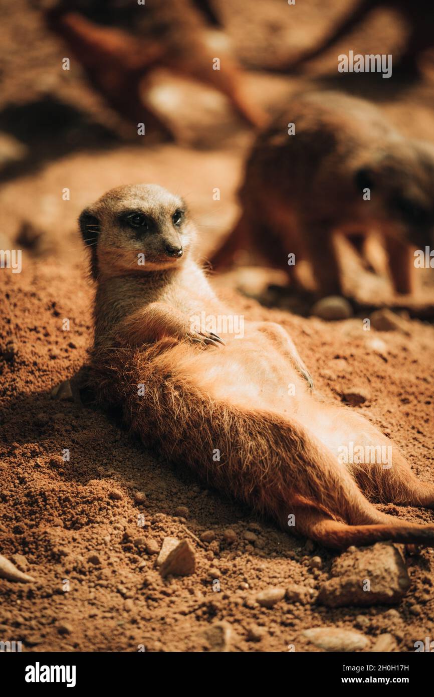 Portrait of an adorable meerkat or a suricate resting on the sand Stock ...