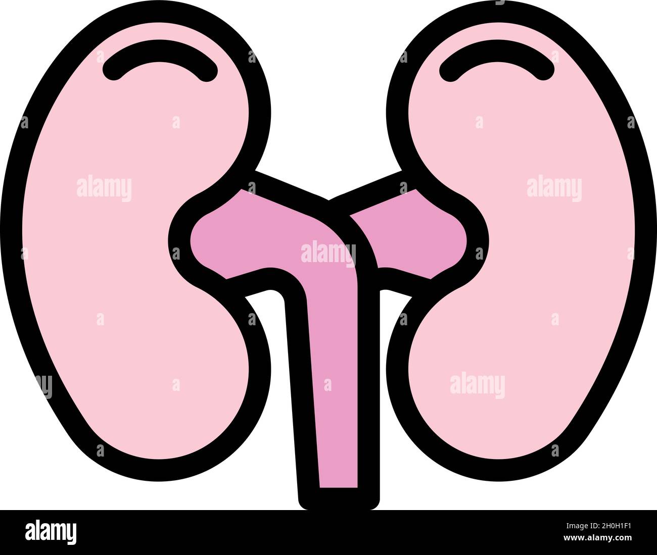 Anatomical kidney icon. Outline anatomical kidney vector icon color ...