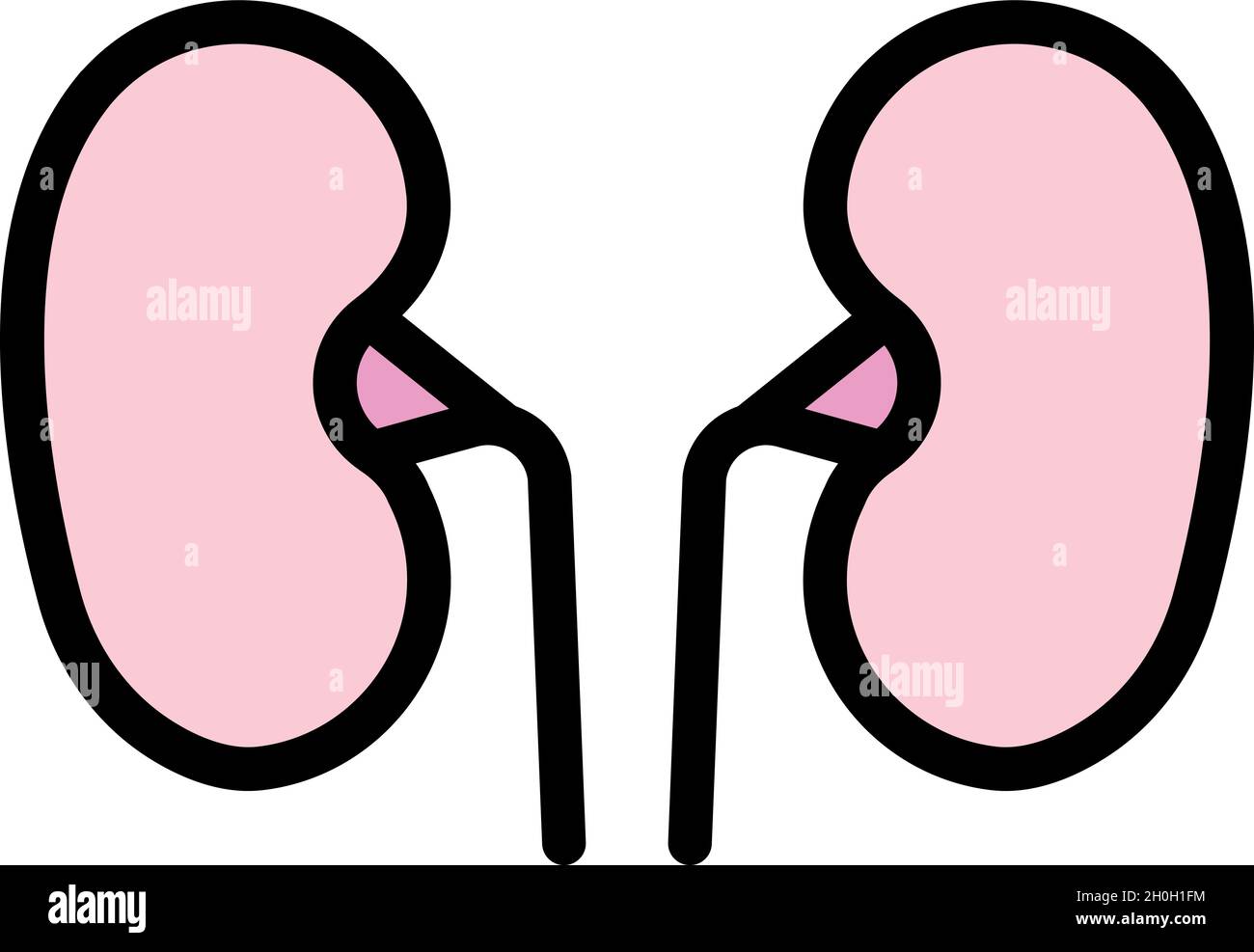 Anatomy kidney icon. Outline anatomy kidney vector icon color flat ...