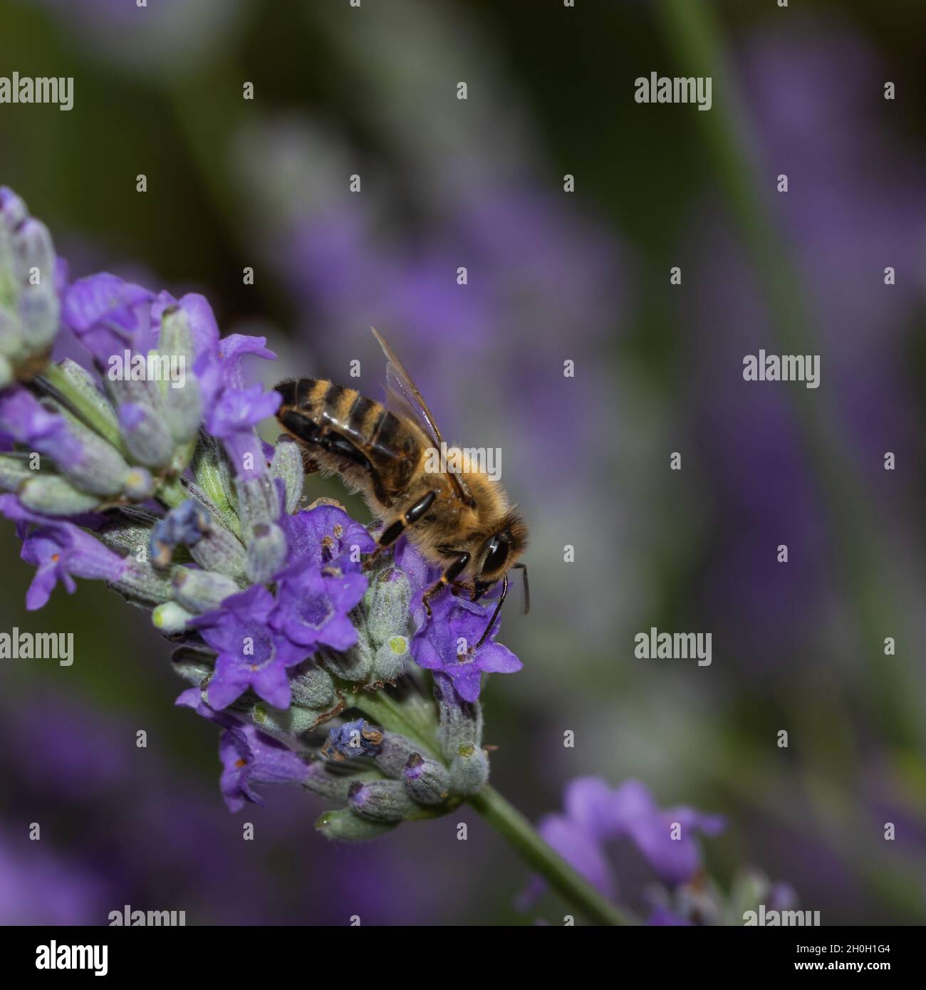 My little honeybee hi-res stock photography and images - Alamy