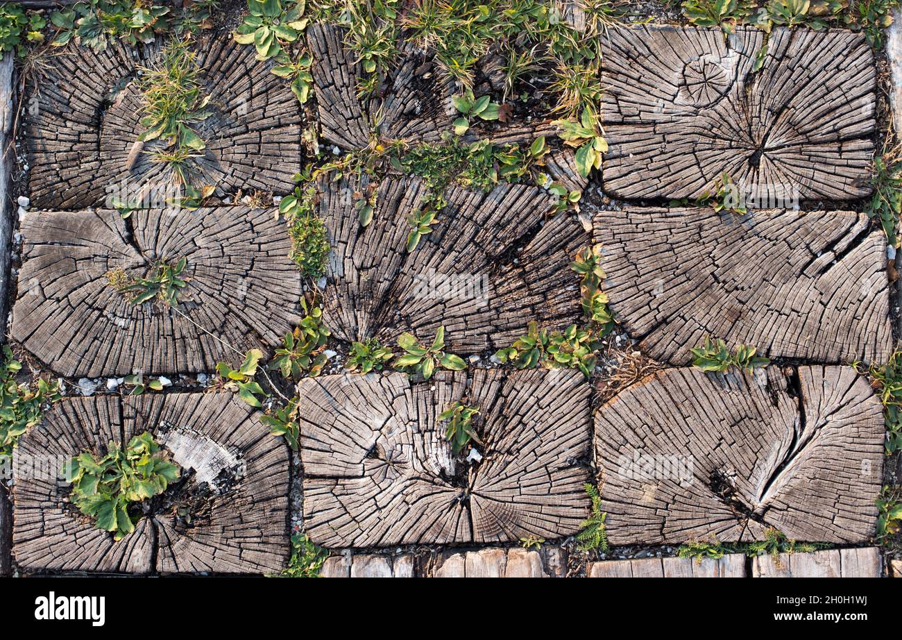Wooden log cut in squares arranged as pavement with grass and plants ...