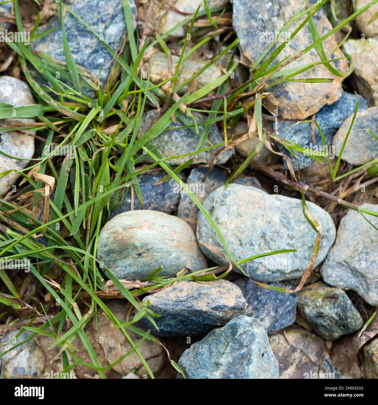 stones and blades of grass scattered on the ground Stock Photo - Alamy