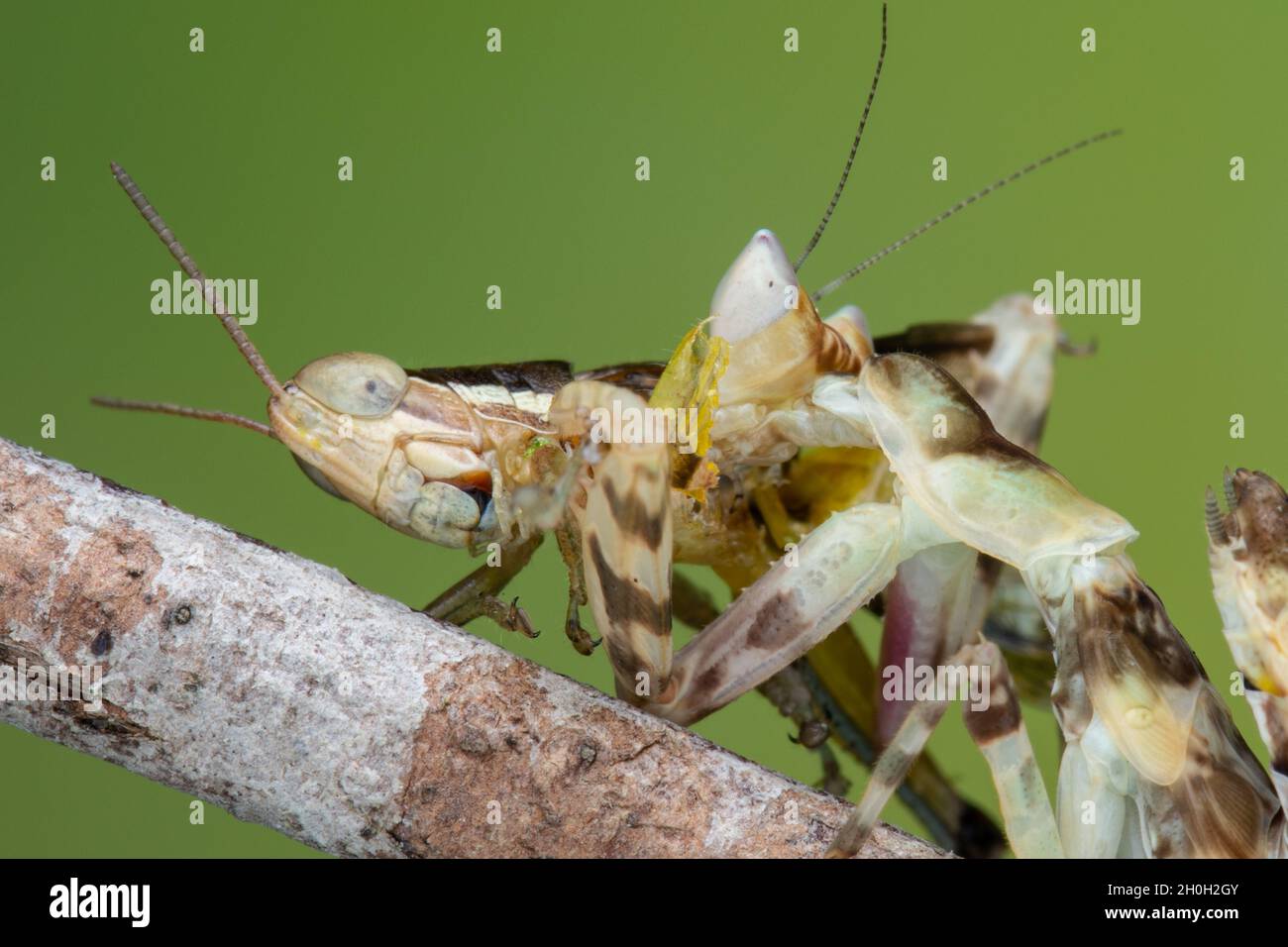 Macro image of A praying mantis (Creobroter gemmatus) having a big meal ...