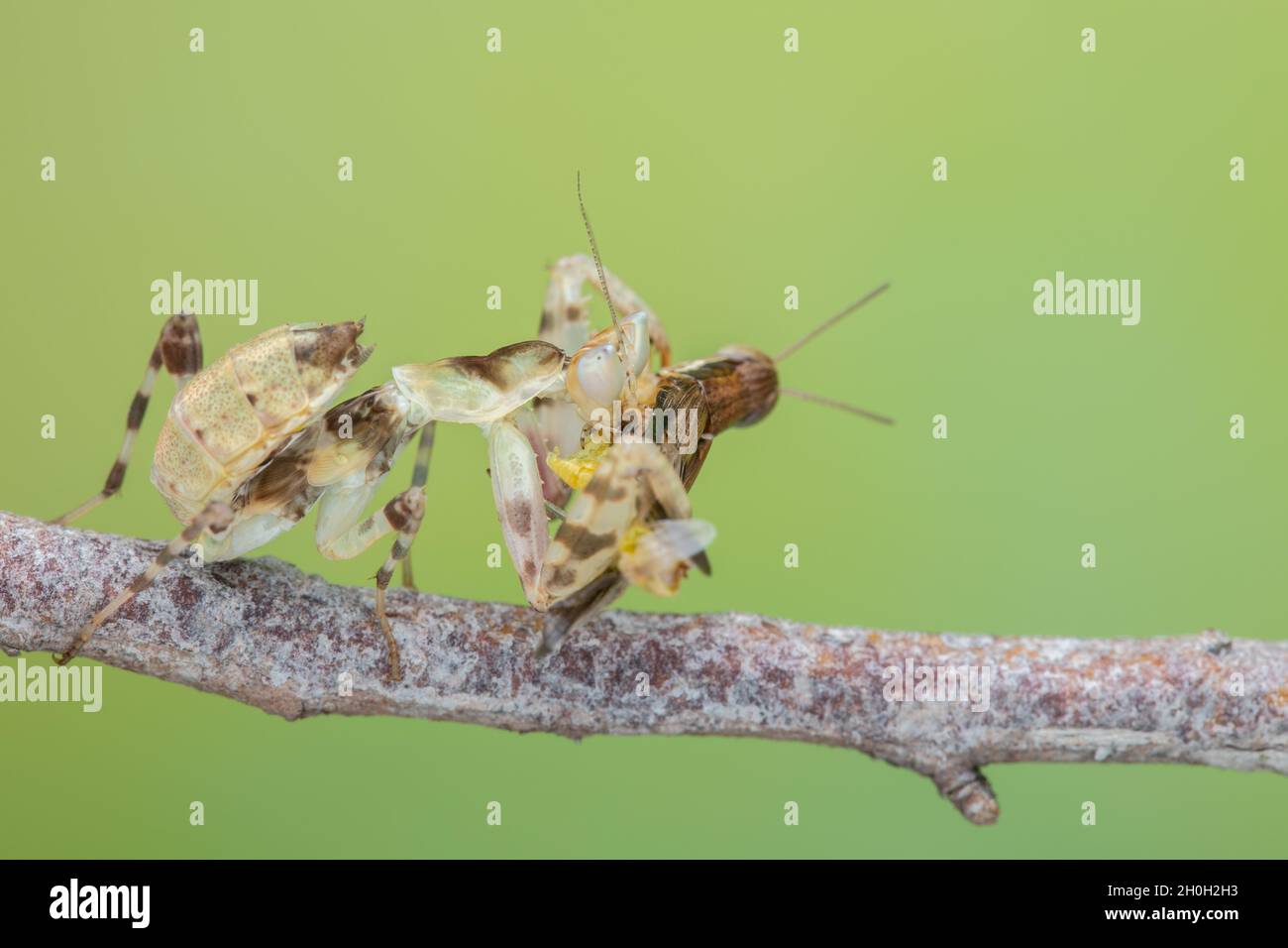 Macro image of A praying mantis (Creobroter gemmatus) having a big meal ...
