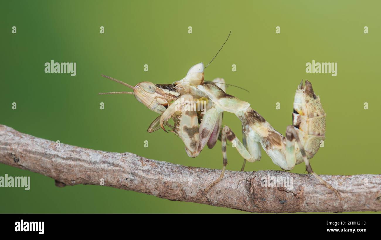 Macro image of A praying mantis (Creobroter gemmatus) having a big meal ...