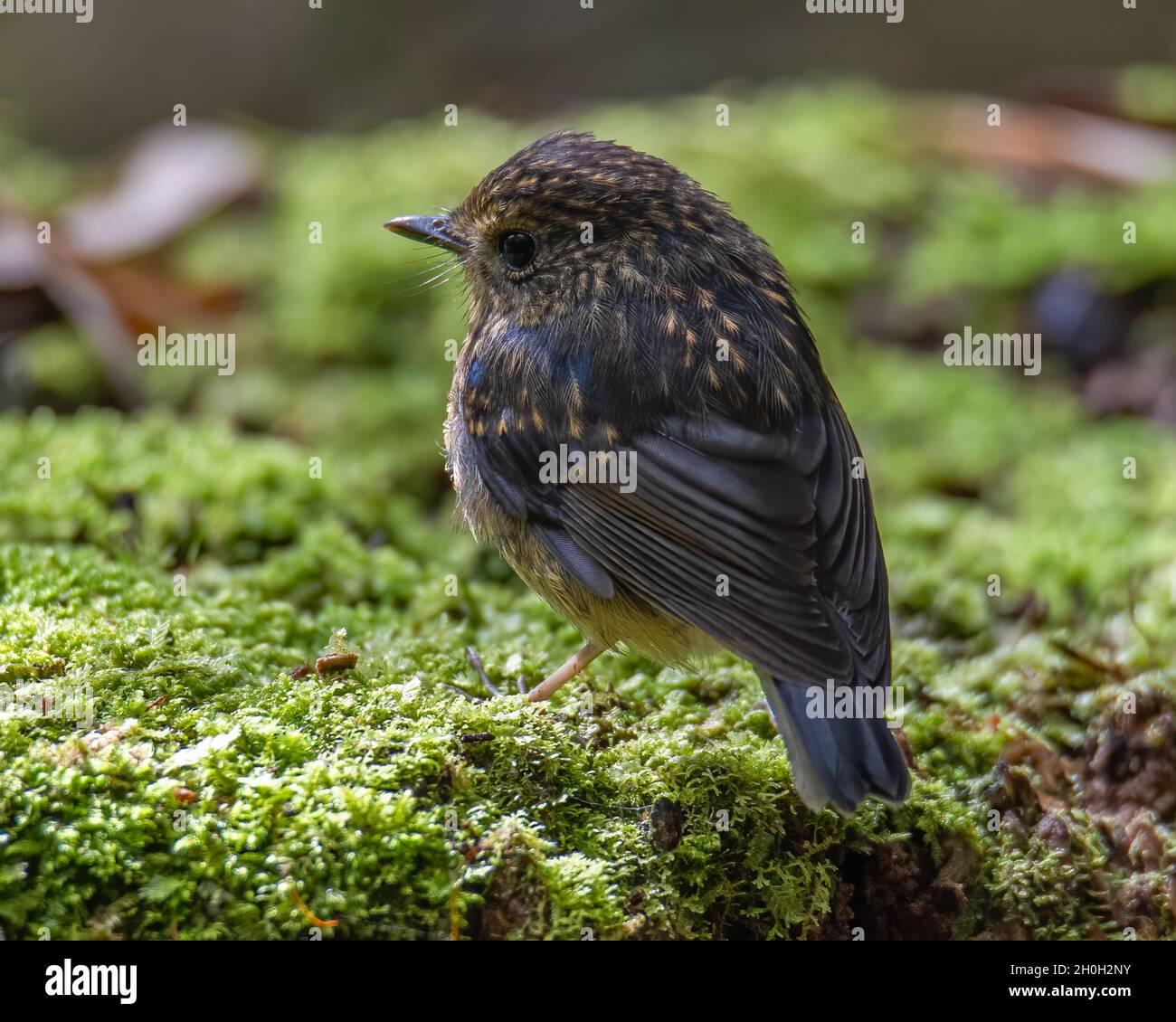Nature wildlife bird species of Snowy browed flycatcher found in Borneo ...