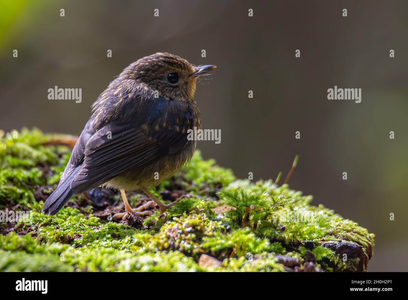 Nature wildlife bird species of Snowy browed flycatcher found in Borneo ...
