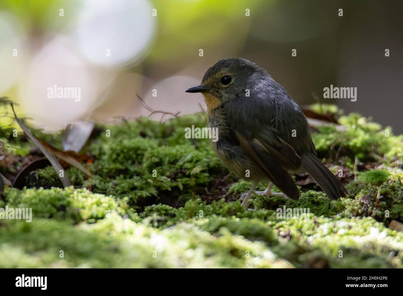 Nature wildlife bird species of Snowy browed flycatcher found in Borneo ...