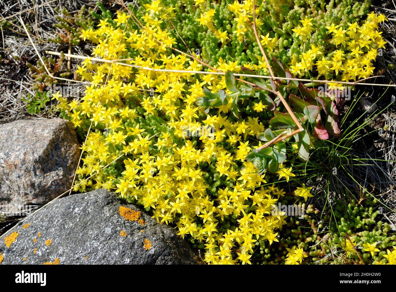 Flora on island in Fjällbacka archipelago on the western coastline of ...