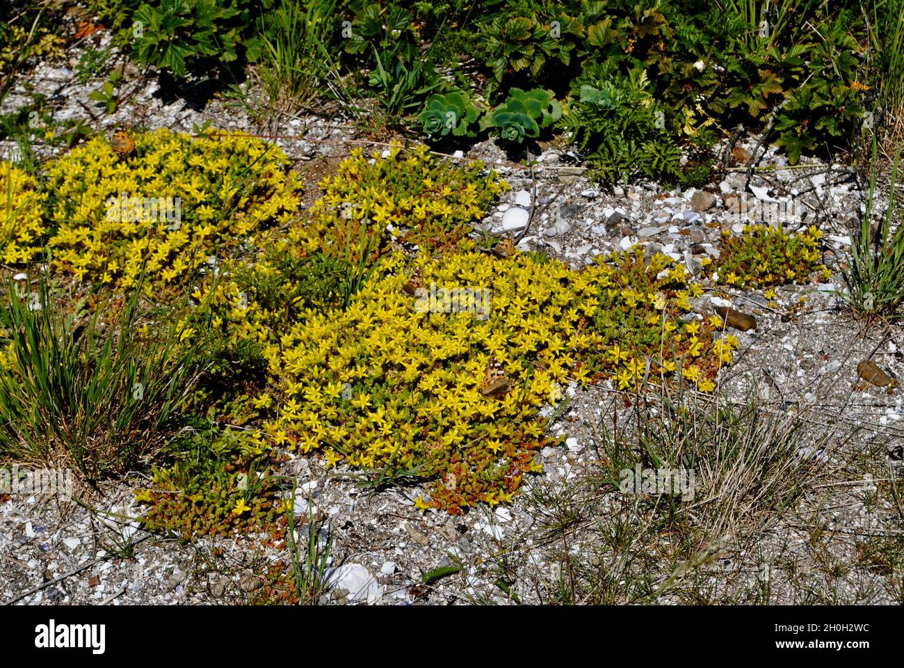Flora on island in Fjällbacka archipelago on the western coastline of Sweden Stock Photo - Alamy