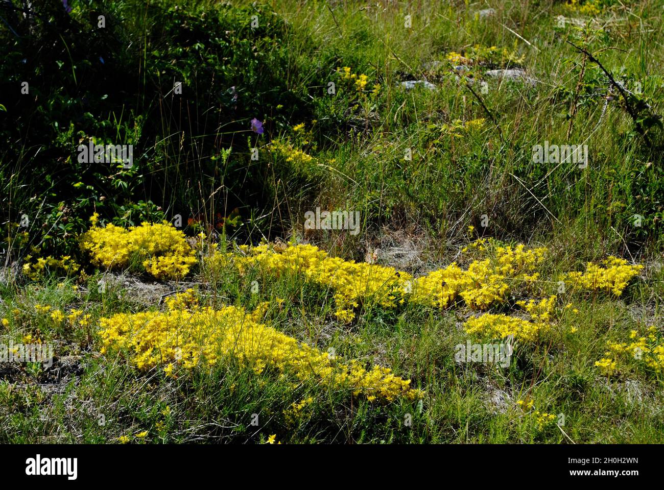 Wildflowers coast of sweden hi-res stock photography and images - Alamy