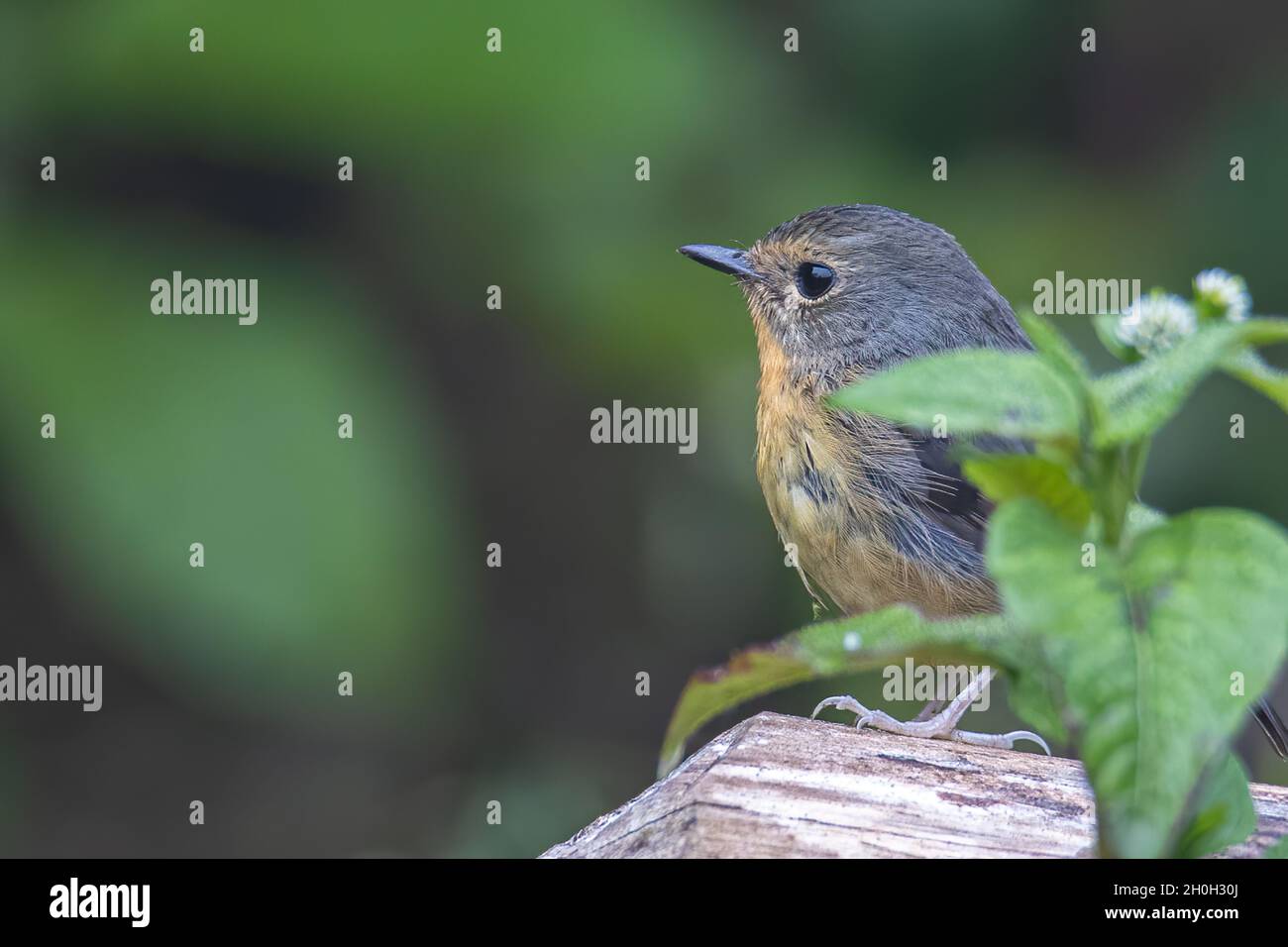 Nature wildlife bird species of Snowy browed flycatcher found in Borneo ...