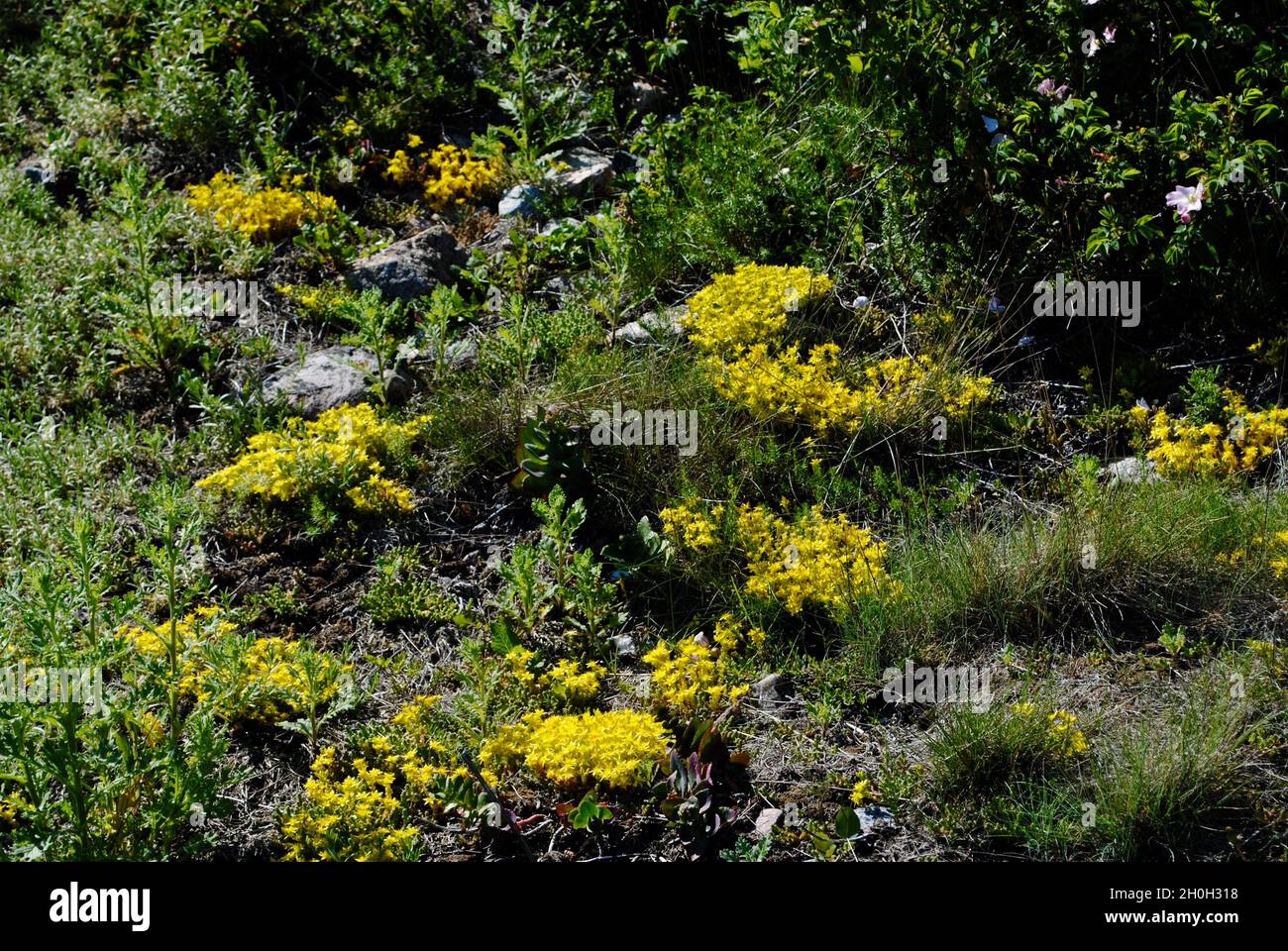 Flora on island in Fjällbacka archipelago on the western coastline of Sweden Stock Photo - Alamy