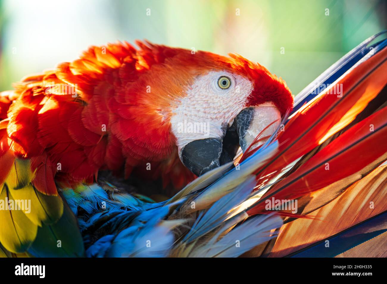 Beak texture hi-res stock photography and images - Alamy