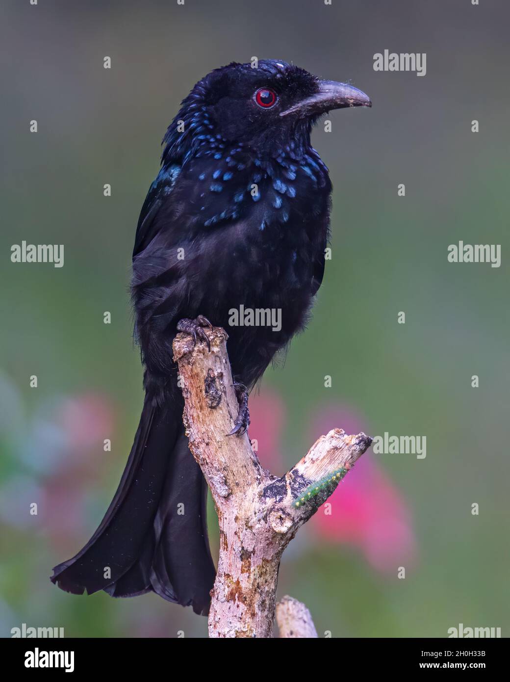 Nature wildlife footage of Hair crested drongo bird perched on a branch ...