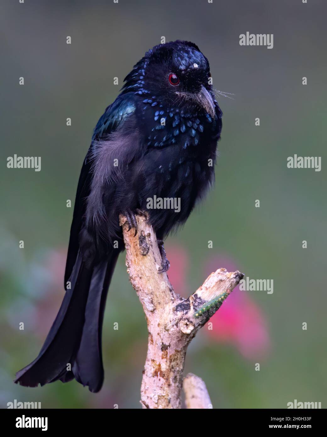 Nature wildlife footage of Hair crested drongo bird perched on a branch ...