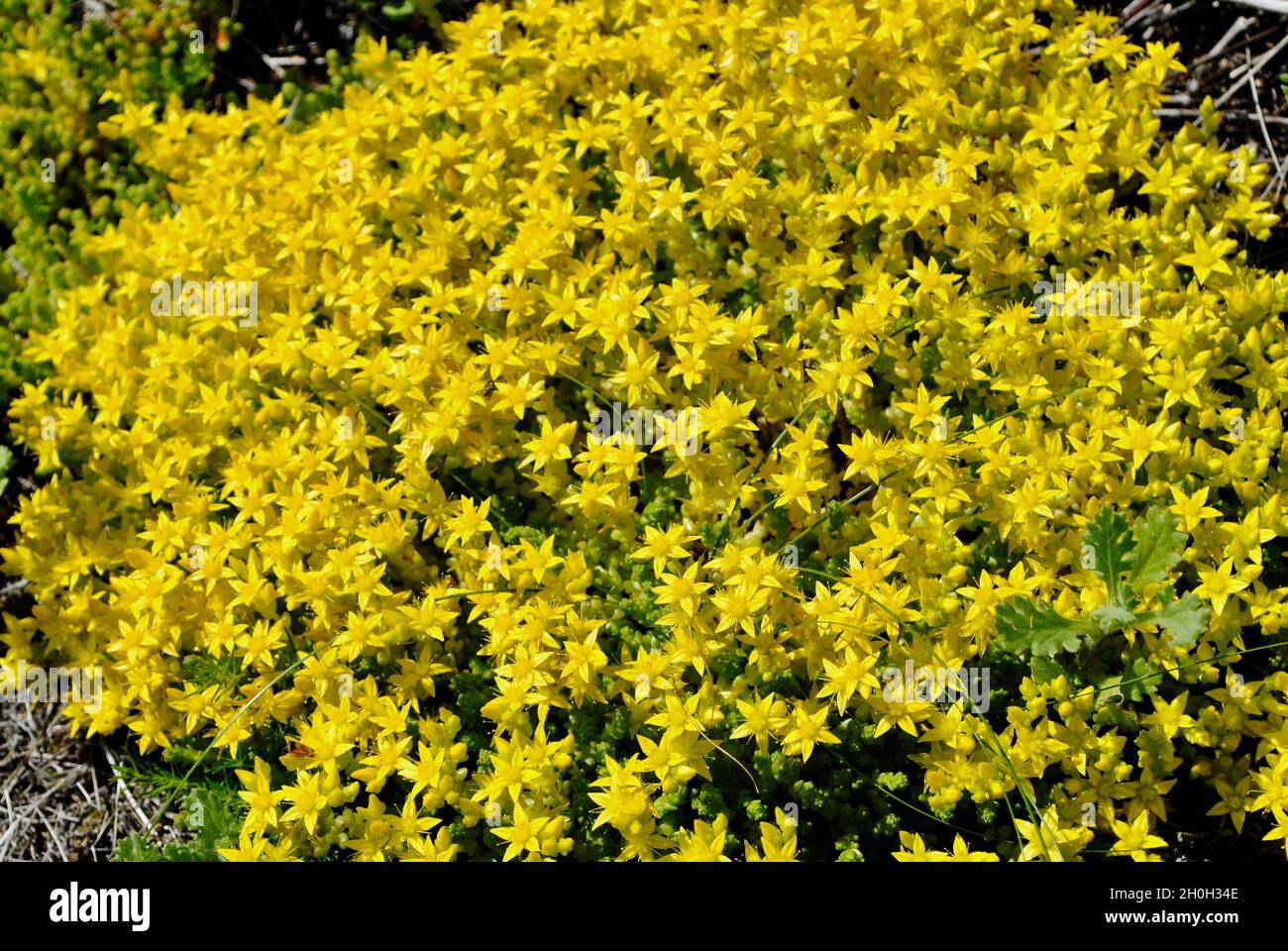 Flora on island in Fjällbacka archipelago on the western coastline of Sweden Stock Photo - Alamy